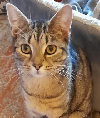 Cats and kittens for adoption in Keighley, Skipton - RSPCA Craven and ...