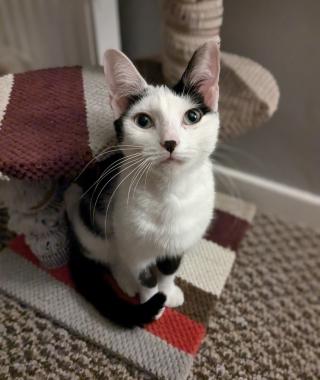 Cats and kittens for adoption in Keighley, Skipton - RSPCA Craven and ...