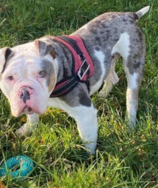 RSPCA Dogs - RSPCA Craven and Upper Wharfedale Branch