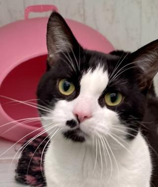 Cats and kittens for adoption in Keighley, Skipton - RSPCA Craven and ...