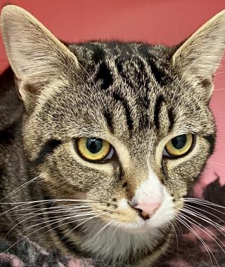 Cats and kittens for adoption in Keighley, Skipton - RSPCA Craven and ...