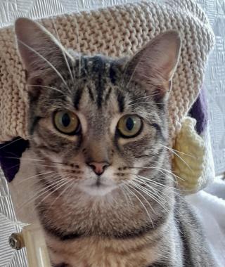 Cats and kittens for adoption in Keighley, Skipton - RSPCA Craven and ...
