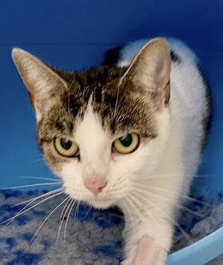 Cats and kittens for adoption in Keighley, Skipton - RSPCA Craven and ...