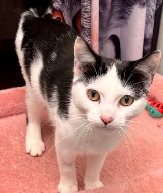 Cats and kittens for adoption in Keighley, Skipton - RSPCA Craven and ...