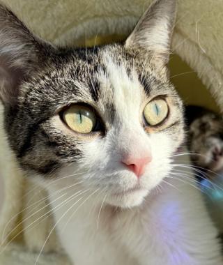 Cats and kittens for adoption in Keighley, Skipton - RSPCA Craven and ...