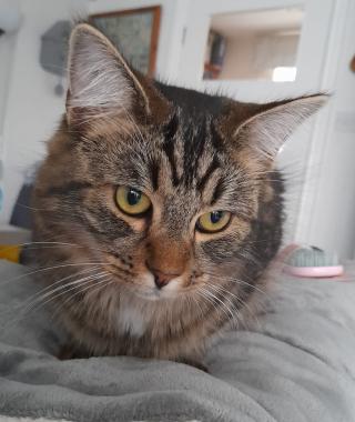 Cats and kittens for adoption in Keighley, Skipton - RSPCA Craven and ...